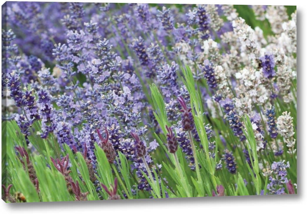 Ophelia & Co. Lavender Sway II by Dana Styber - Photograph Print on Canvas | Wayfair